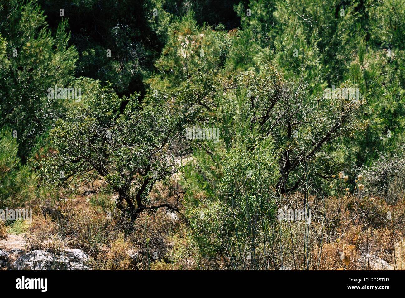 Jerusalem Israel June 21, 2019 View of the landscape and nature at ...