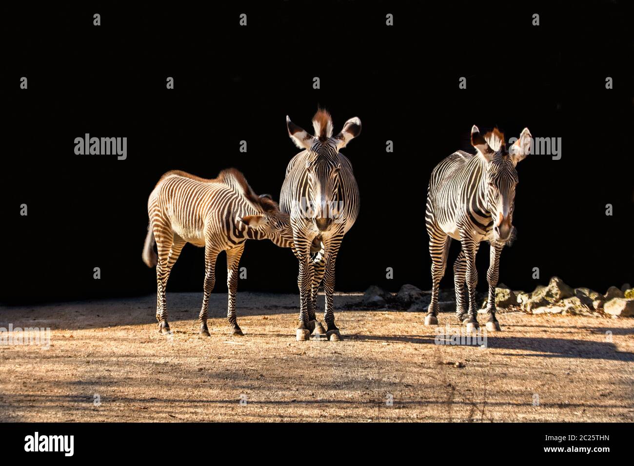 Zebra family with baby and adult brother Stock Photo - Alamy