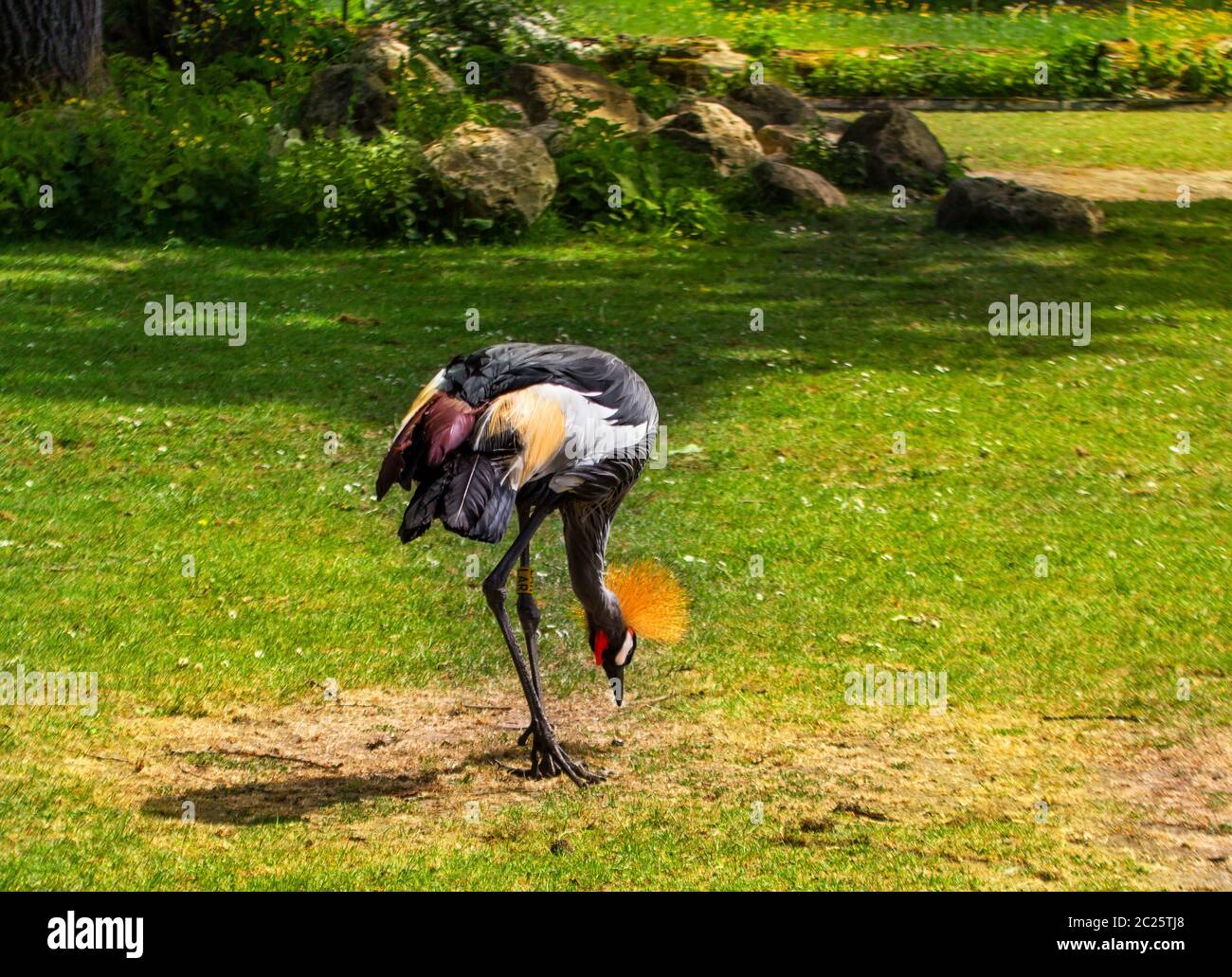 Red crowned crane head hi-res stock photography and images - Alamy