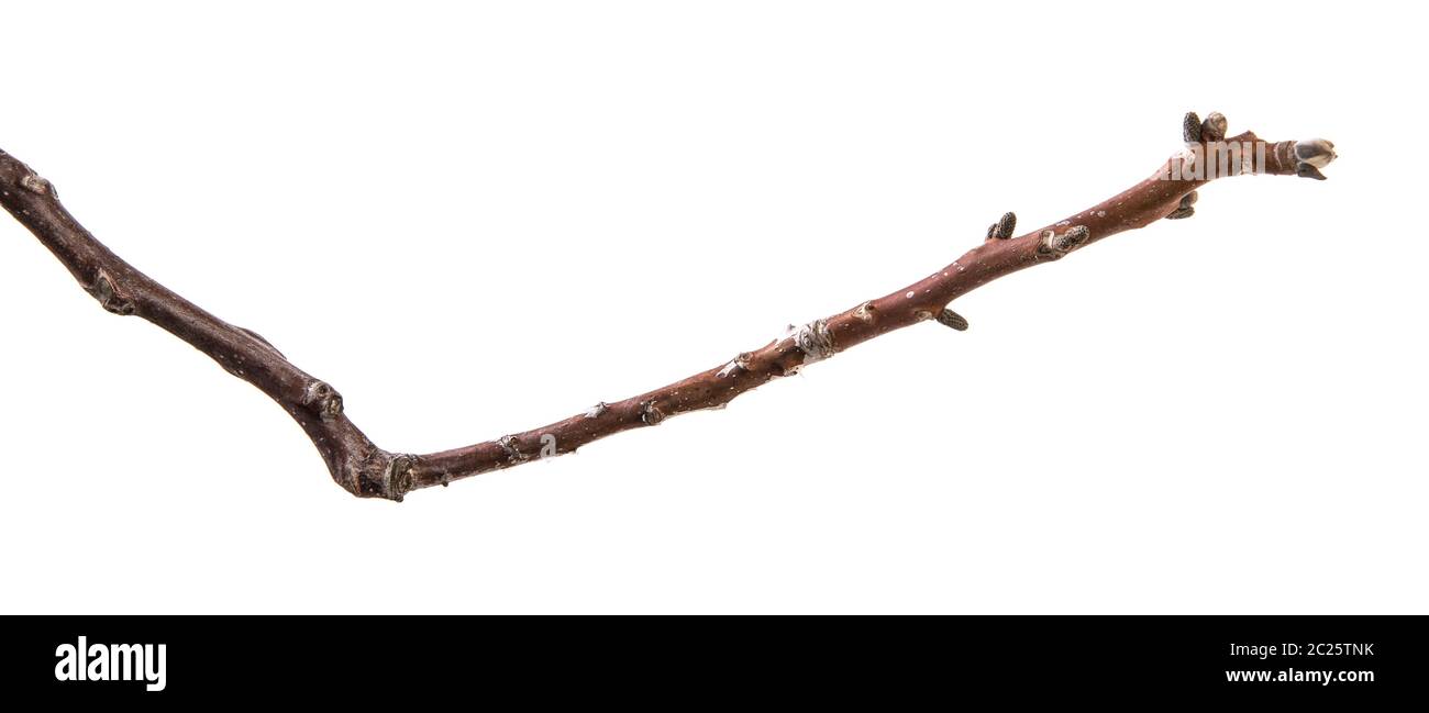 dry branch of a walnut tree. isolated on white Stock Photo - Alamy