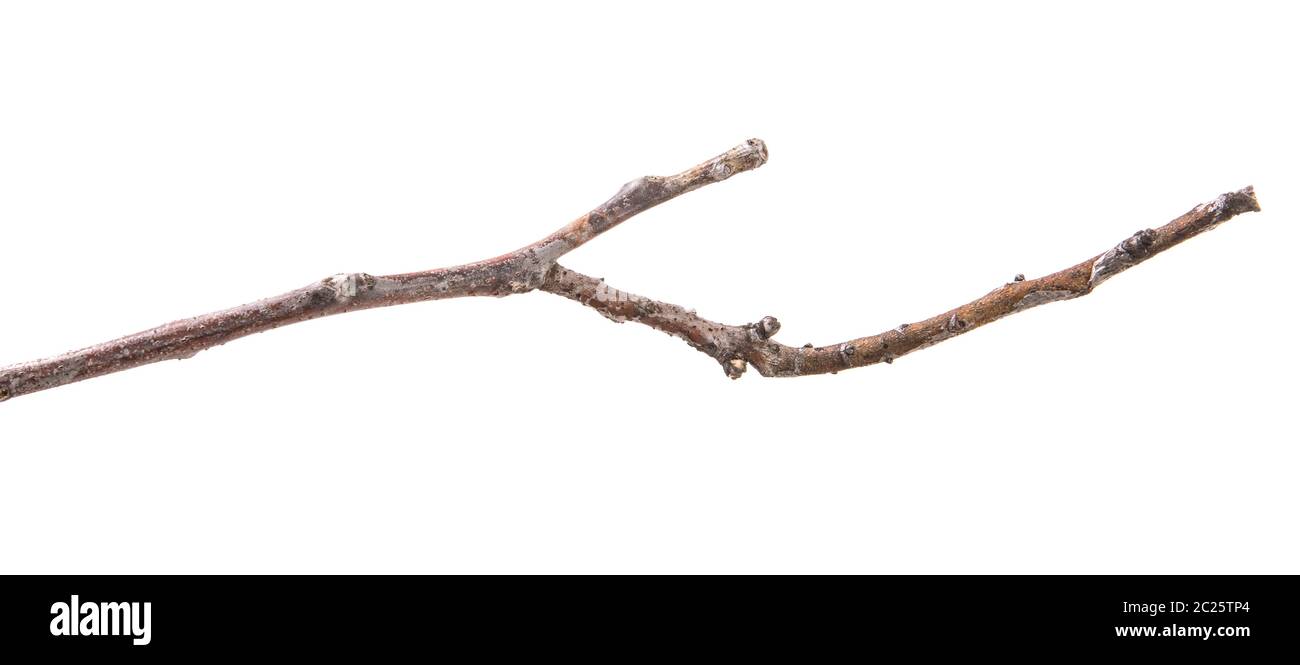 dry branch of a walnut tree. isolated on white Stock Photo - Alamy