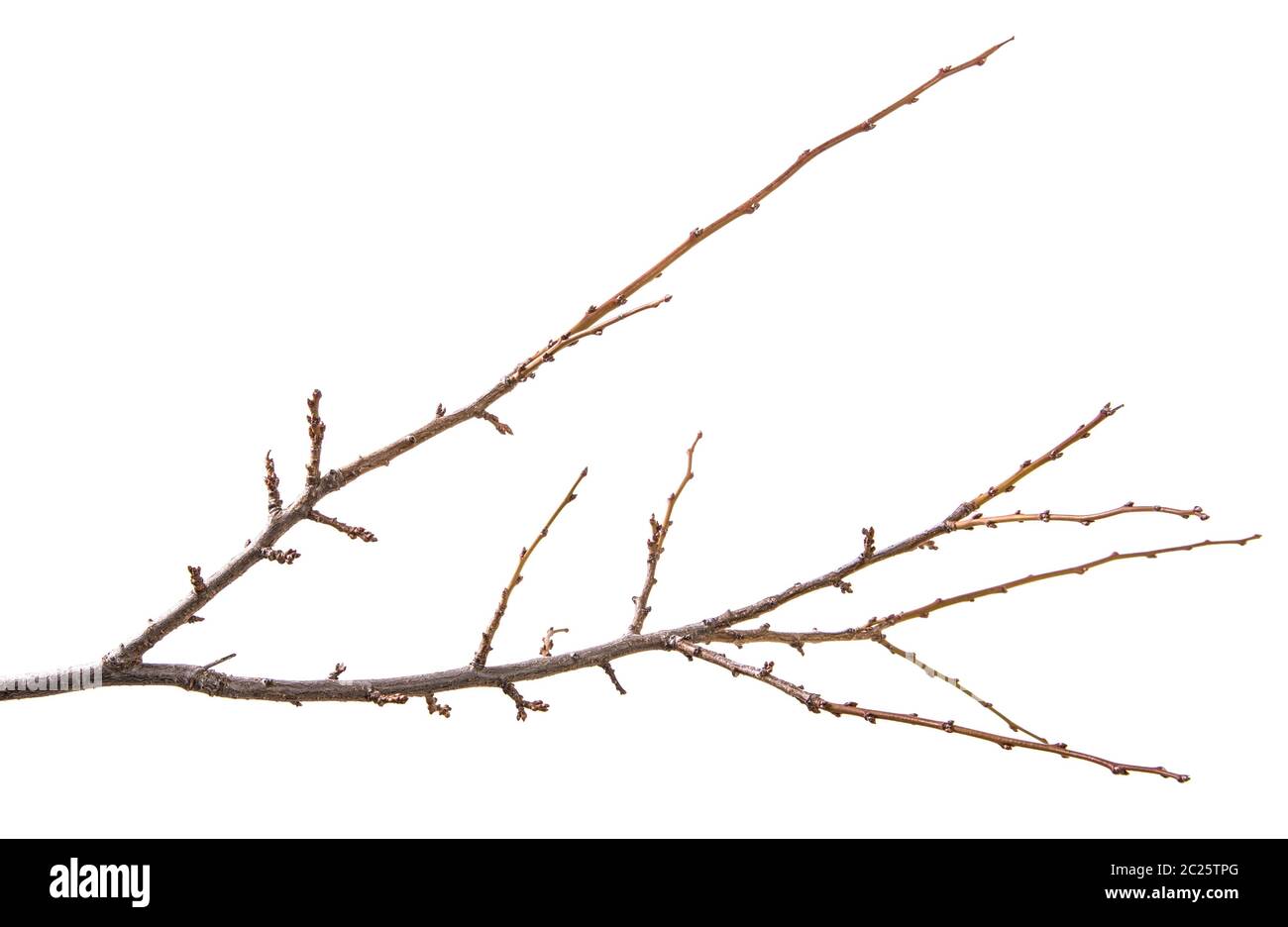dry branch of the plum tree. isolated on white Stock Photo - Alamy