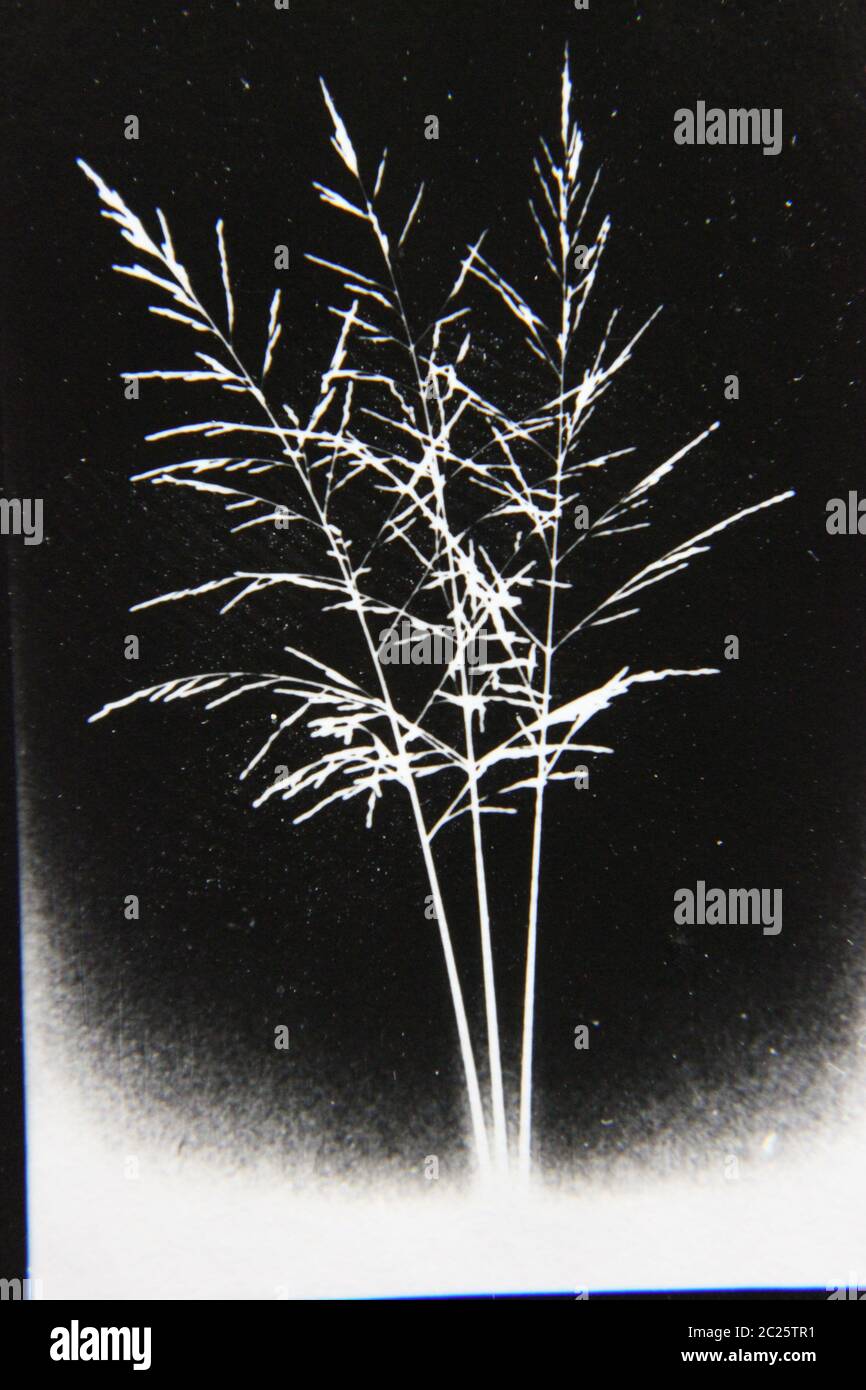 Fine 70s vintage black and white extreme photography of wild fescue ...