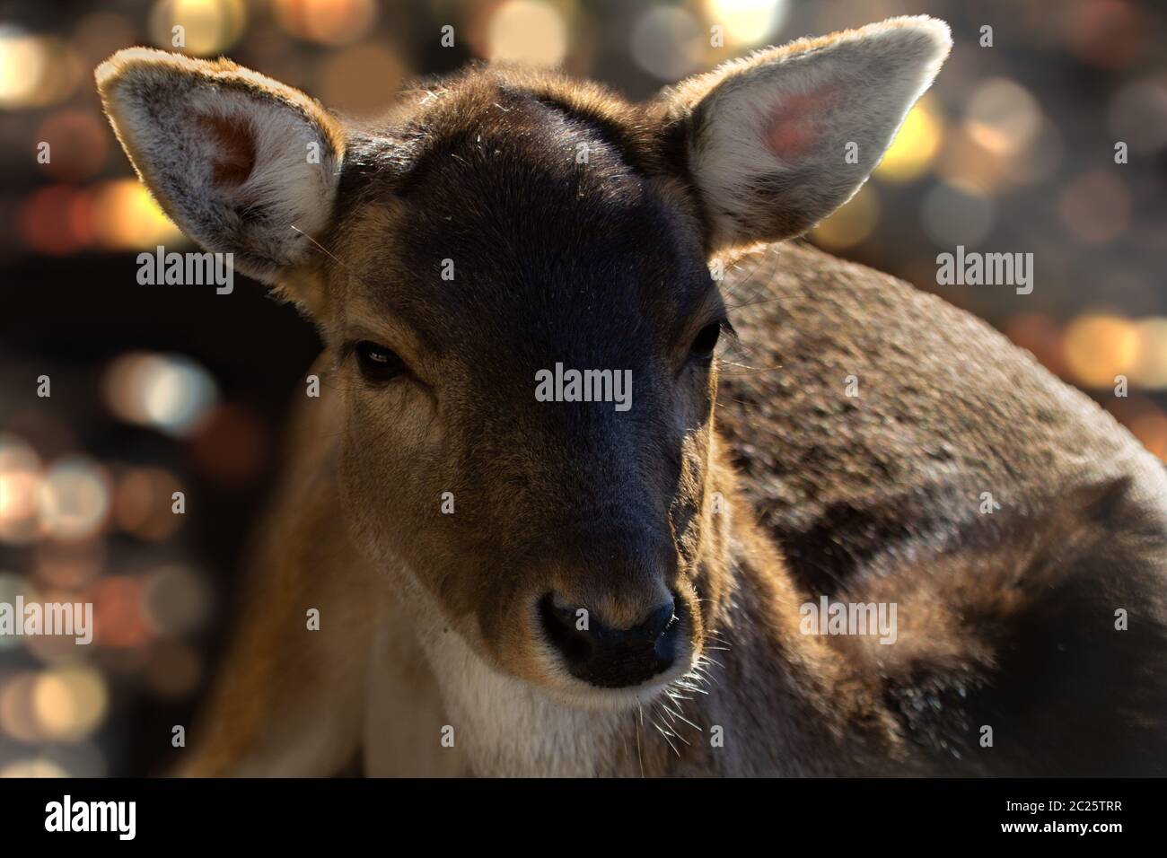 Lying in the sun hi-res stock photography and images - Alamy