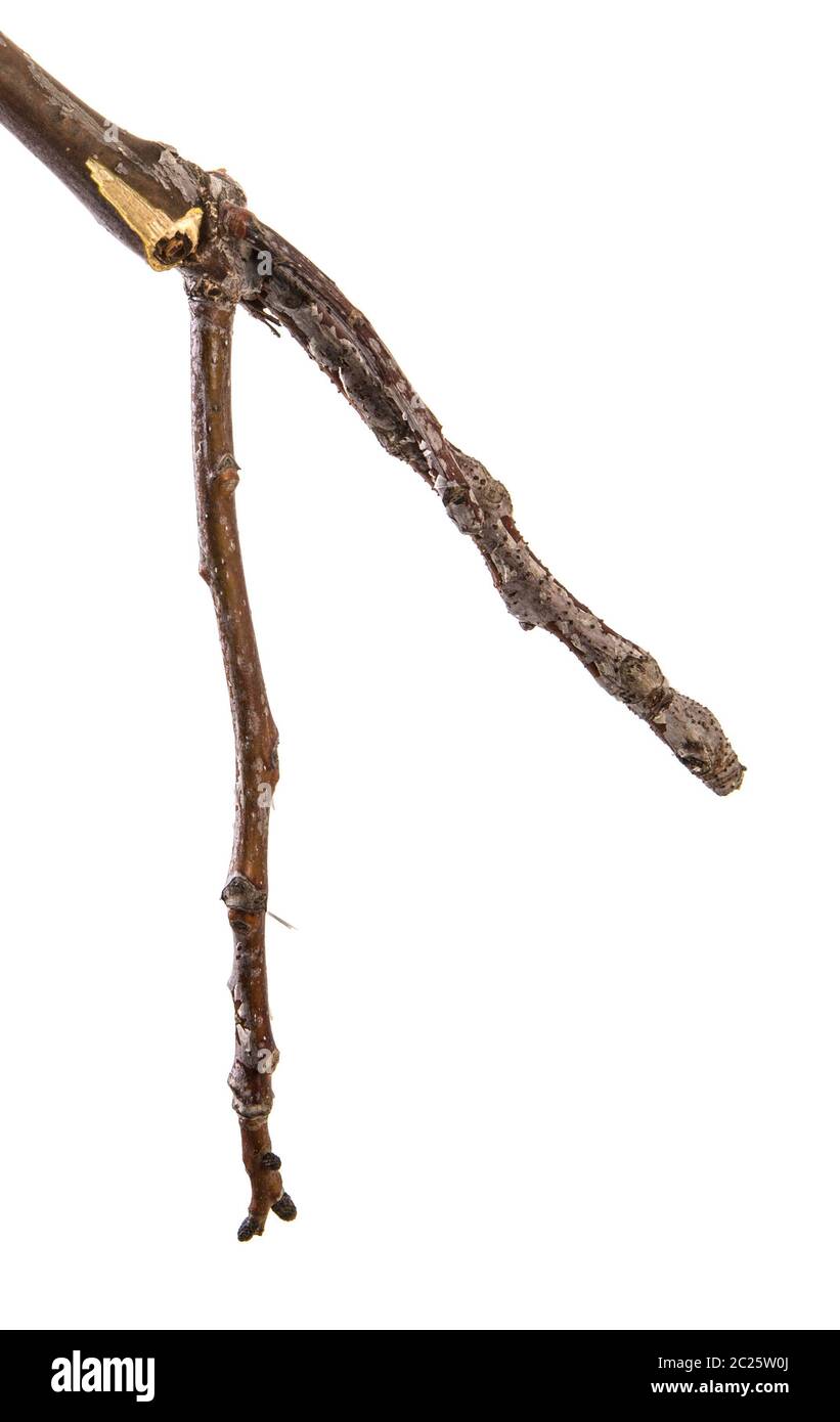 dry branch of a walnut tree. isolated on white Stock Photo - Alamy