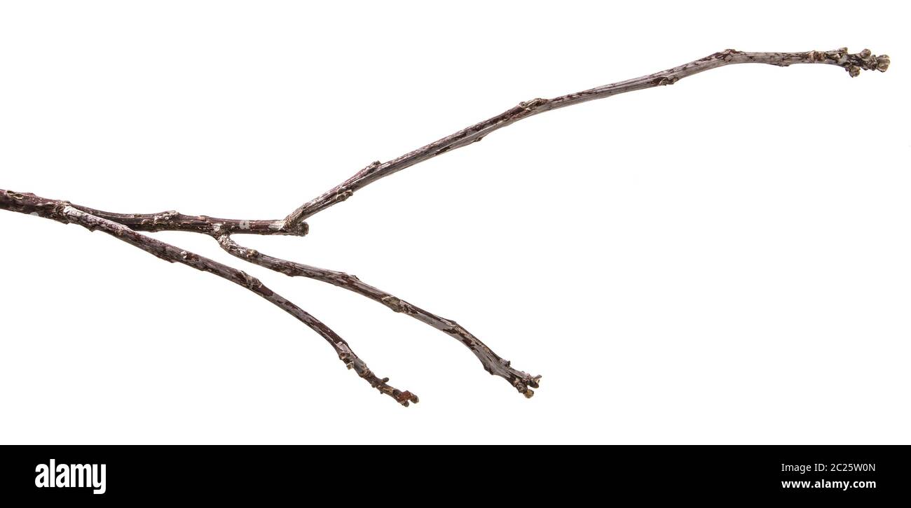 dry branch of a walnut tree. isolated on white Stock Photo - Alamy