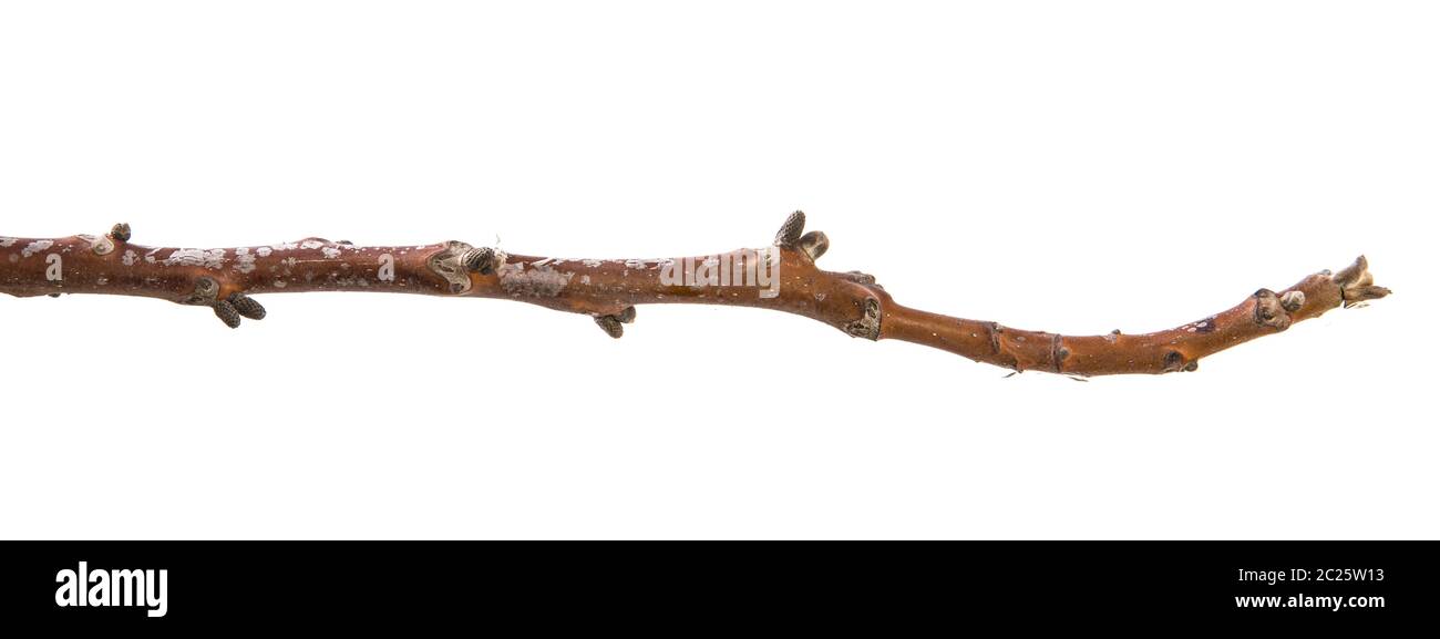 dry branch of a walnut tree. isolated on white Stock Photo - Alamy