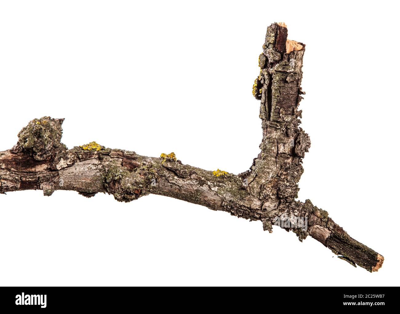 dry pear tree branch with cracked bark. isolated on white Stock Photo ...