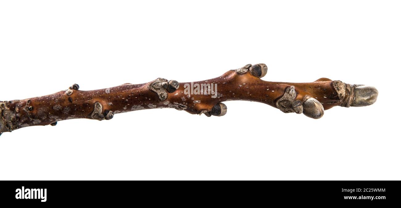 dry branch of a walnut tree. isolated on white Stock Photo - Alamy