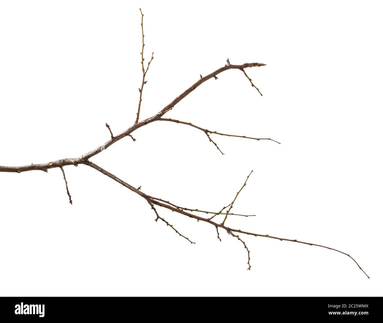 dry branch of the plum tree. isolated on white Stock Photo - Alamy