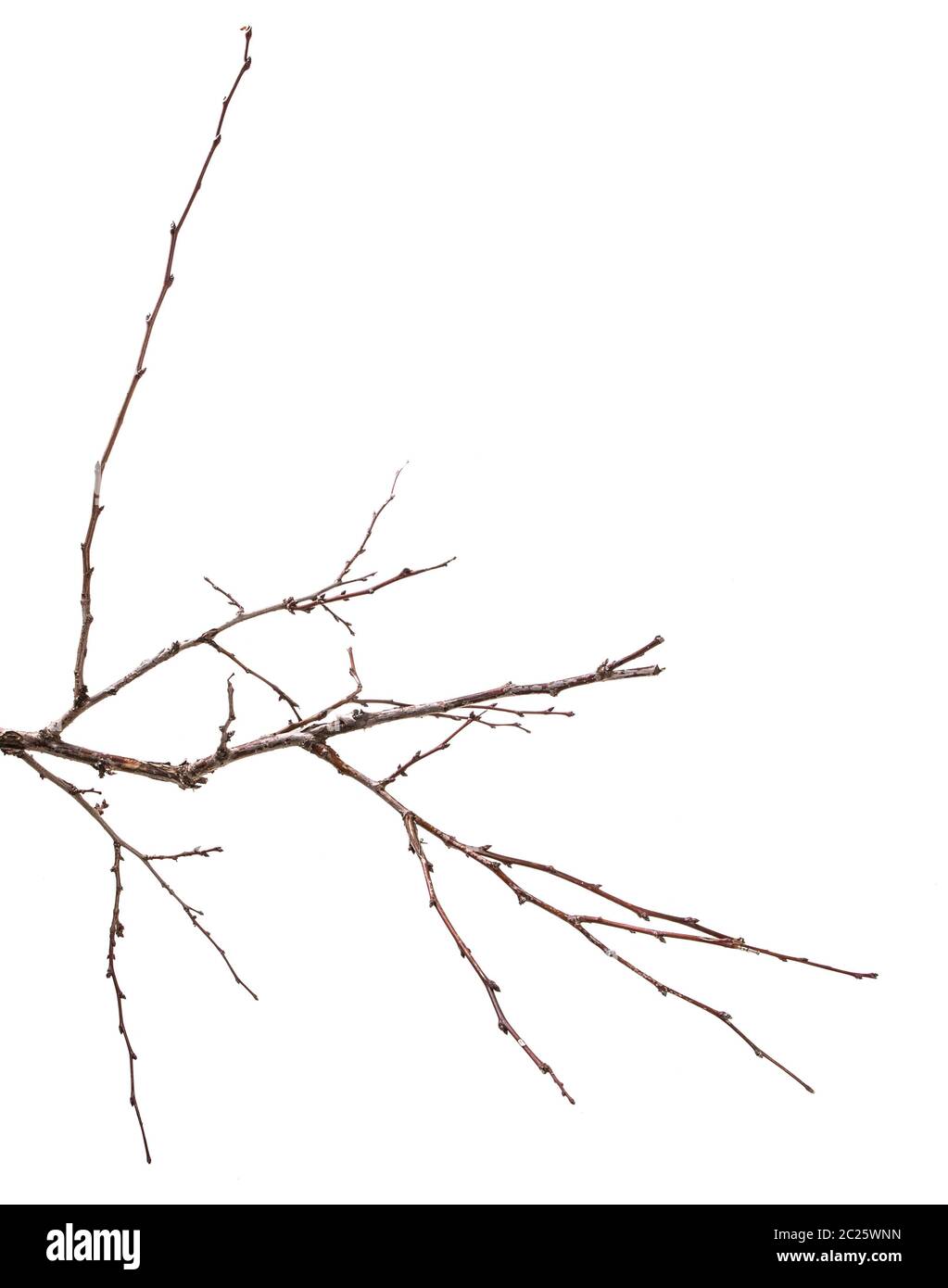 dry apricot tree branch. isolated on white Stock Photo - Alamy