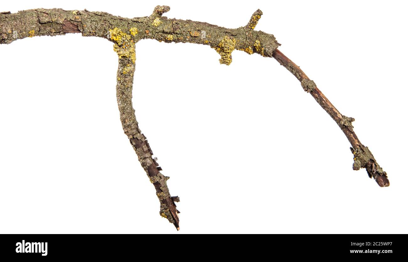 dry pear tree branch with cracked bark. isolated on white Stock Photo ...