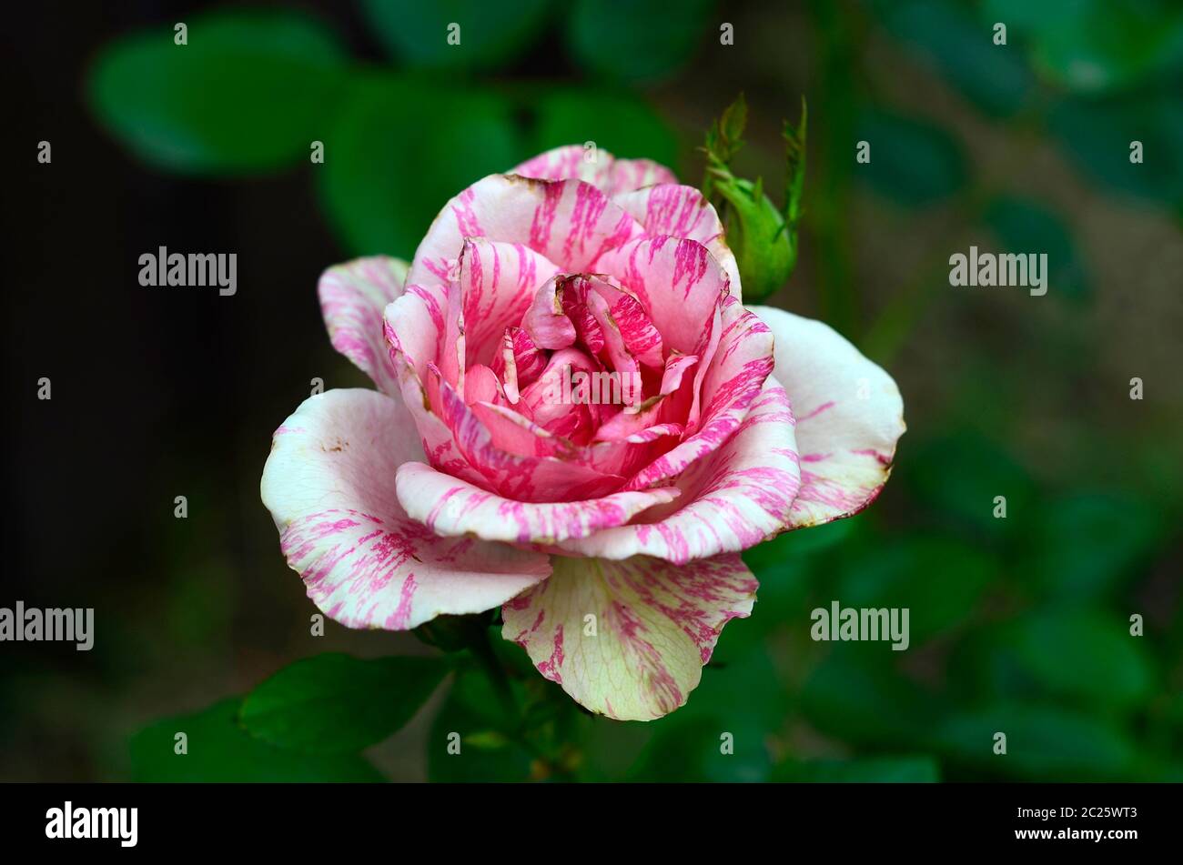 Botanical macro shot hi-res stock photography and images - Alamy