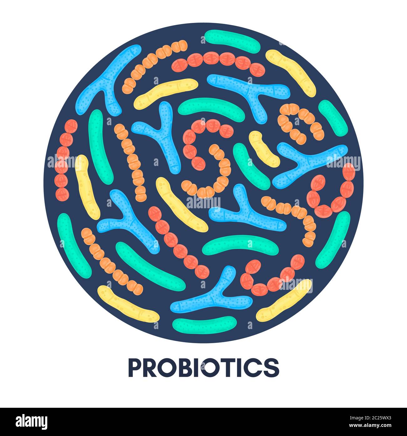 Vector probiotics in circular shape. Bifidobacterium, lactobacillus ...