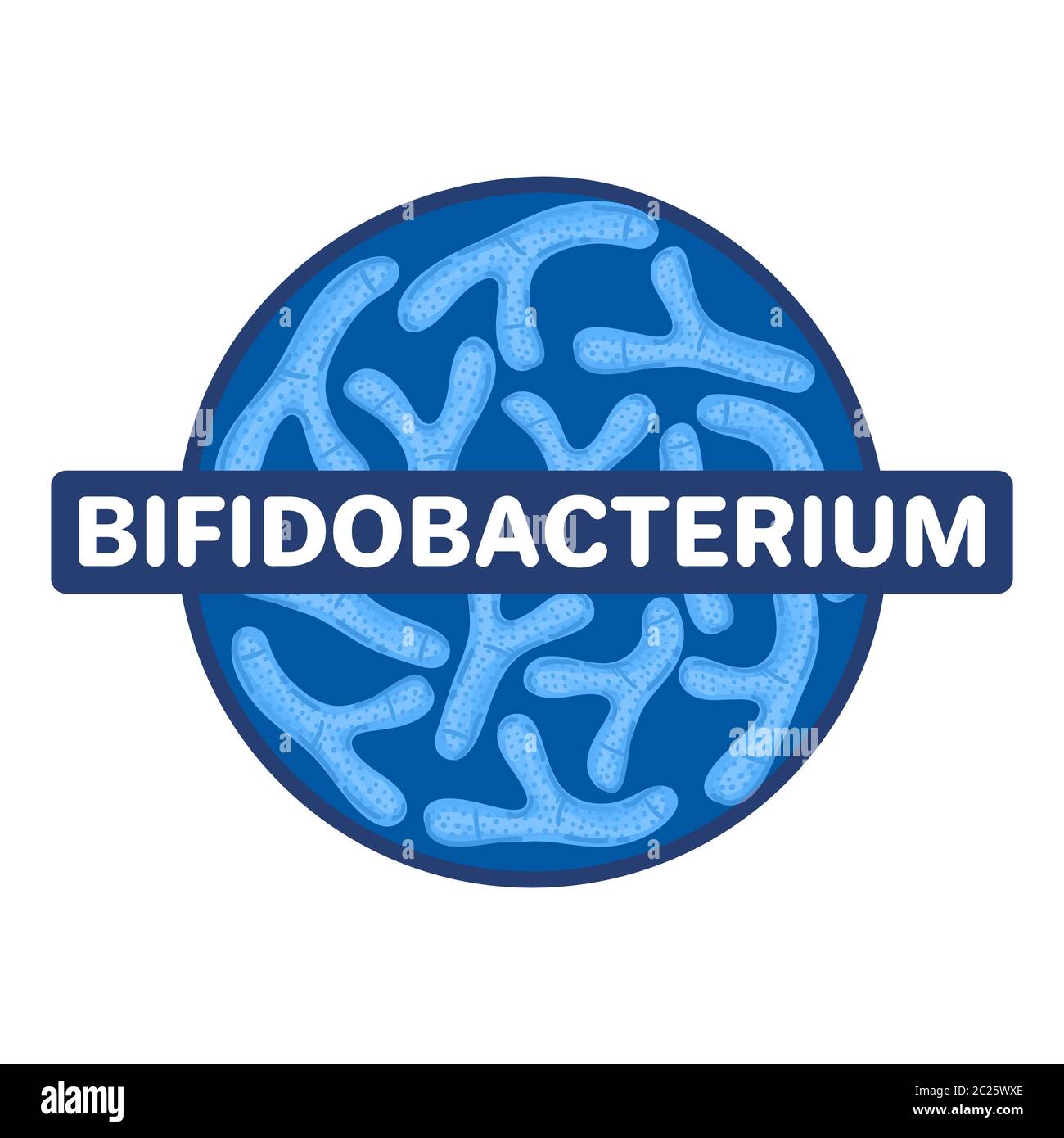 Bifidobacterium longum bacteria hi-res stock photography and images - Alamy
