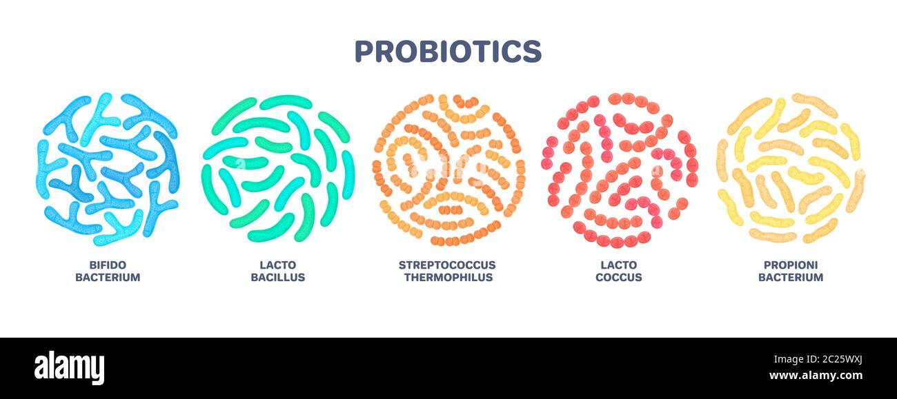 Probiotics Lactic Acid Bacterium Bifidobacterium Lactobacillus