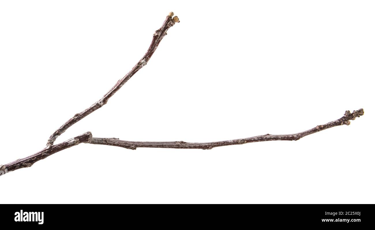 dry branch of a walnut tree. isolated on white Stock Photo - Alamy