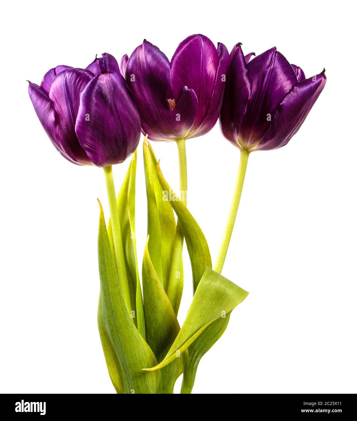 bouquet of beautiful purple tulips. isolated on white Stock Photo - Alamy