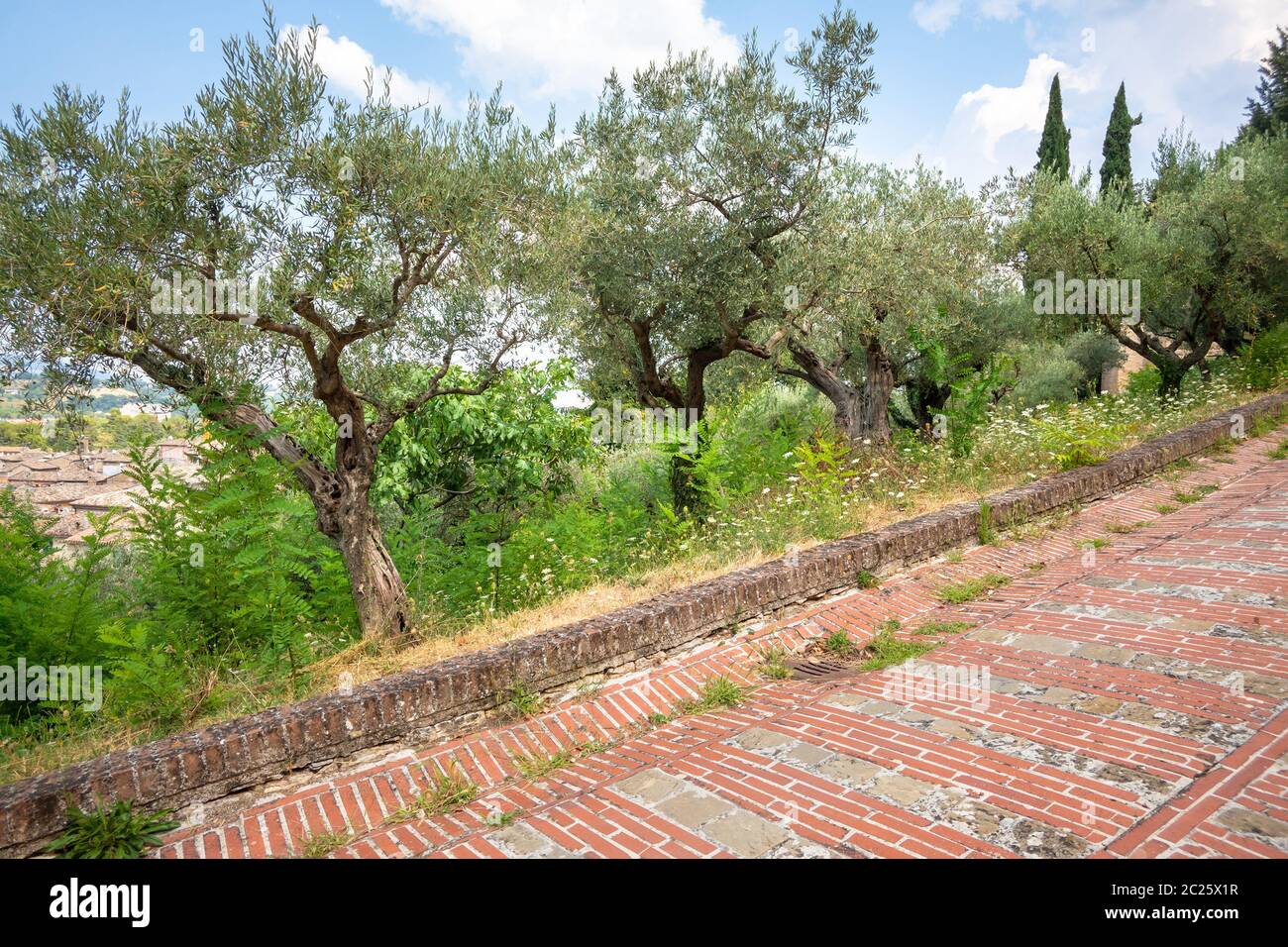 some olive trees on a red brick road in Italy Stock Photo - Alamy
