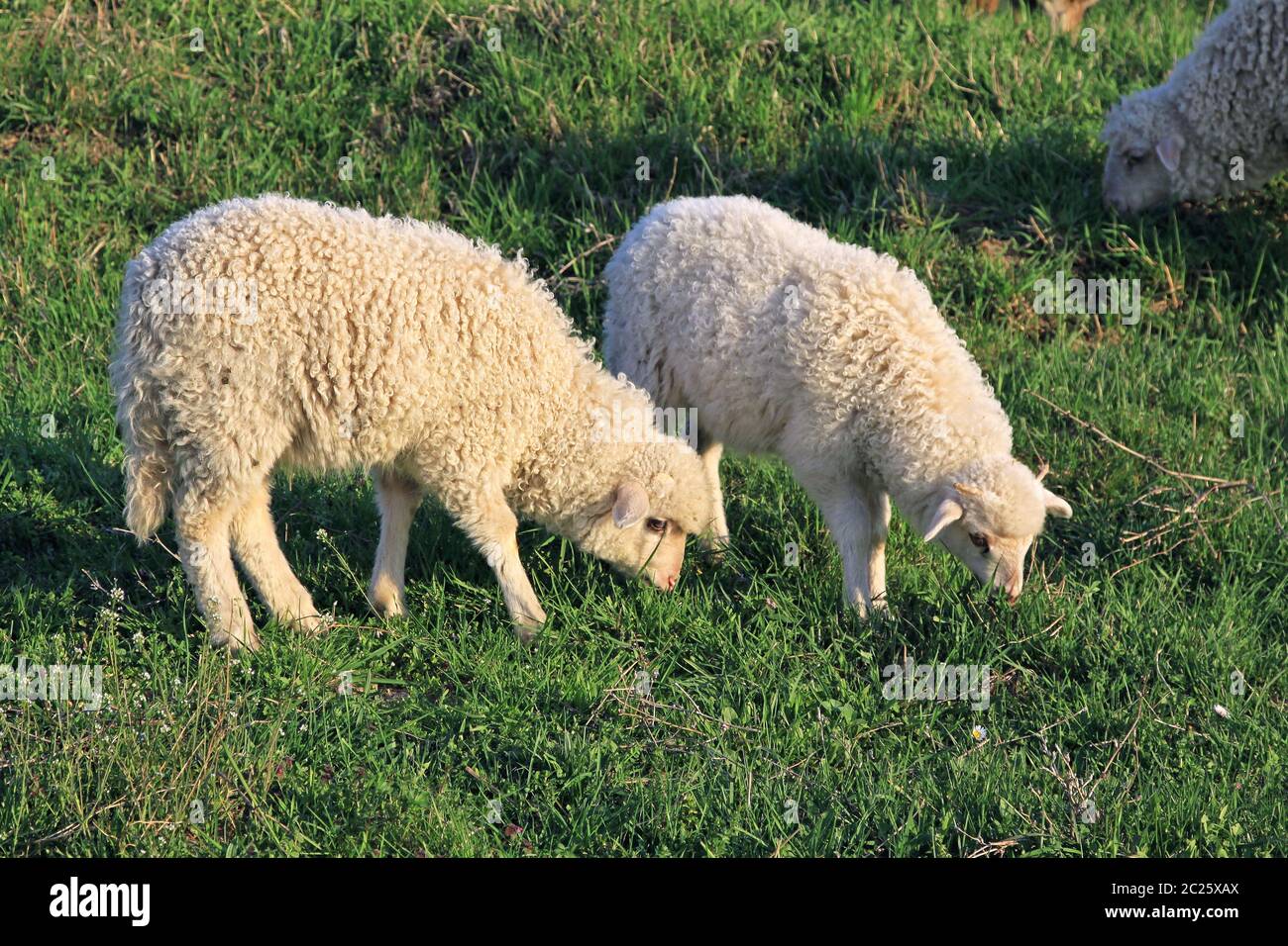 Two sheep grazing at green grass field Stock Photo - Alamy