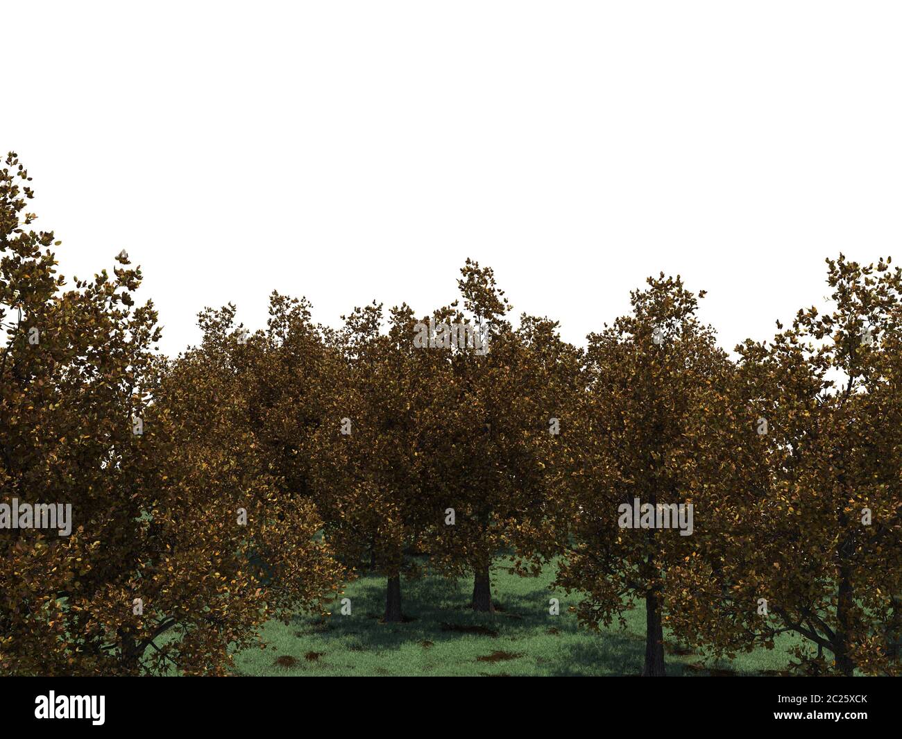 Autumn forest with white background Stock Photo - Alamy