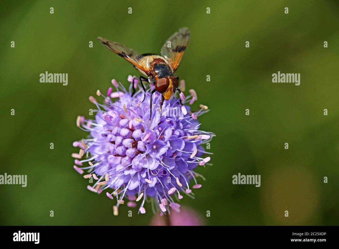 Common forest fly Volucella pellucens on devil bite Succisa pratensis ...