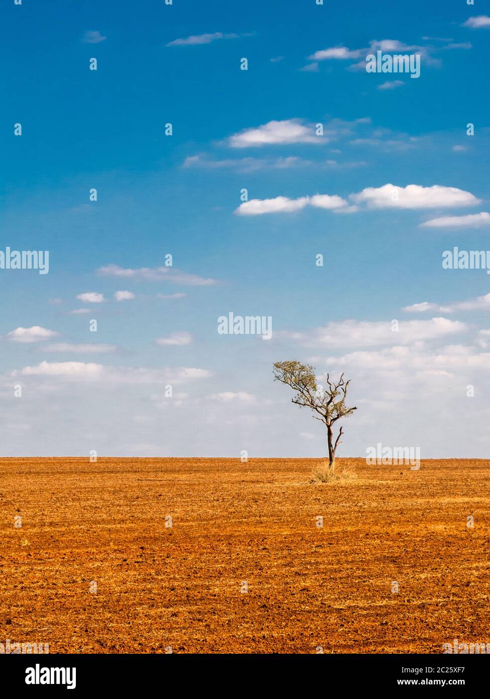 Isolated tree in a devastated land Stock Photo - Alamy