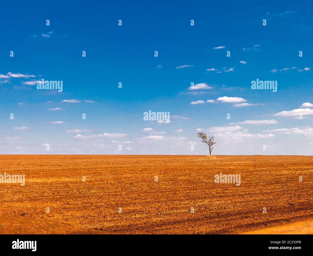 Isolated tree in a devastated land Stock Photo - Alamy