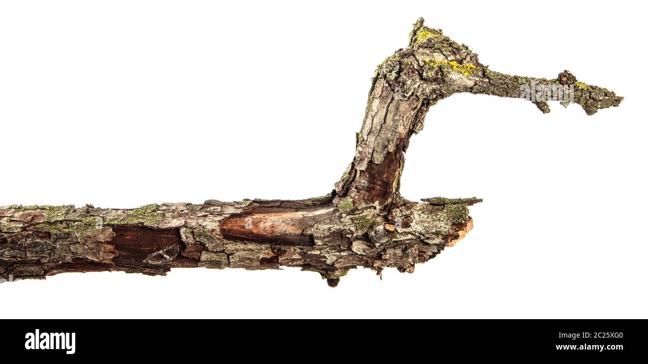 part of a dry branch of a dead pear tree. isolated on white Stock Photo ...