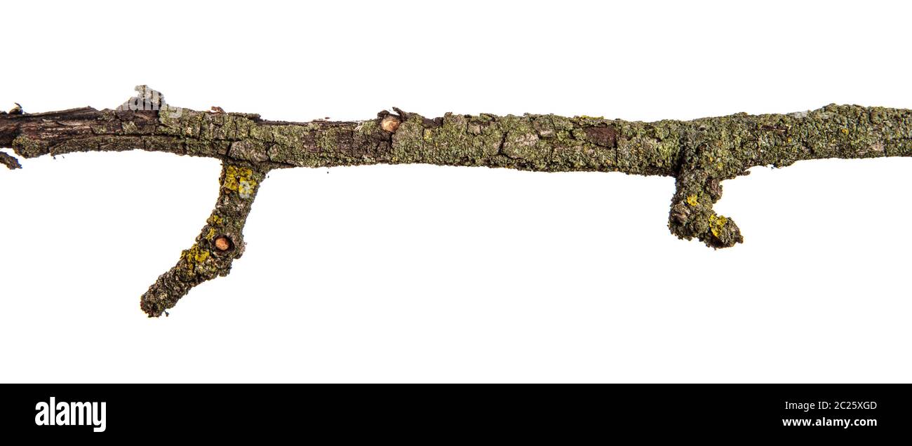 part of a dry branch of a dead pear tree. isolated on white Stock Photo ...