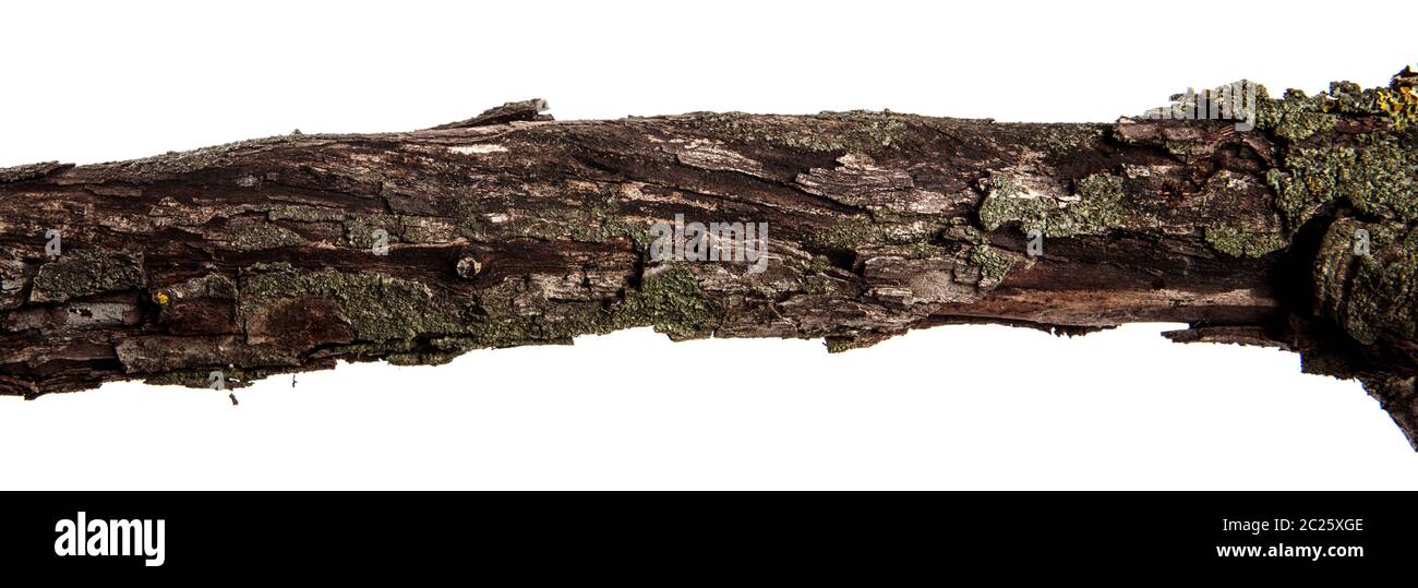 part of a dry branch of a dead pear tree. isolated on white Stock Photo ...
