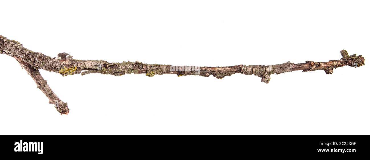 part of a dry branch of a dead pear tree. isolated on white Stock Photo ...