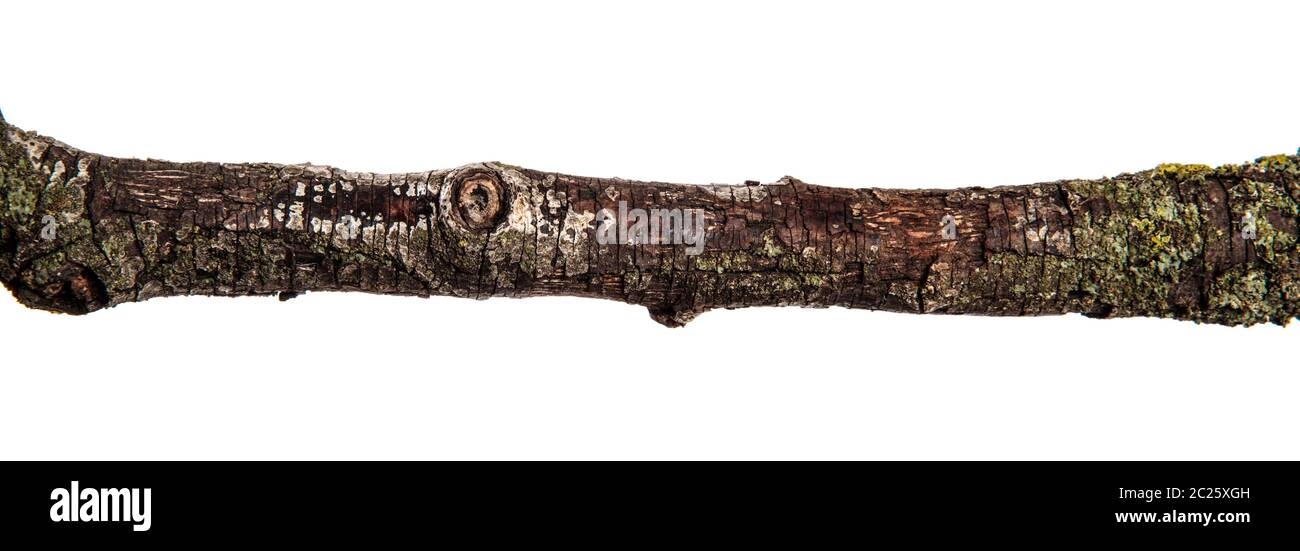 part of a dry branch of a dead pear tree. isolated on white Stock Photo ...