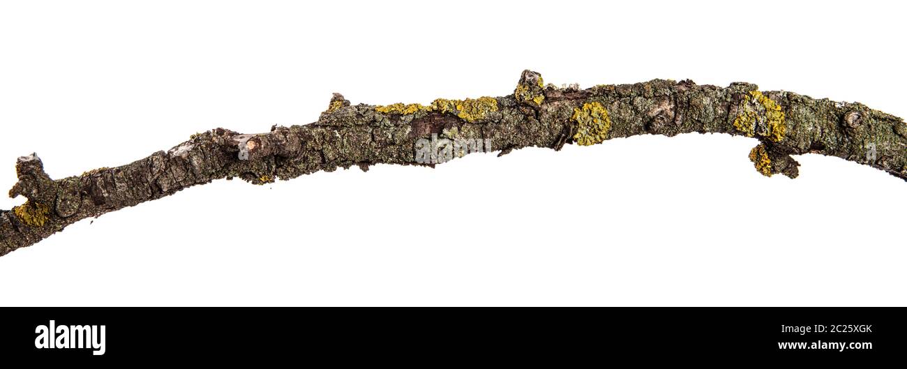 part of a dry branch of a dead pear tree. isolated on white Stock Photo ...