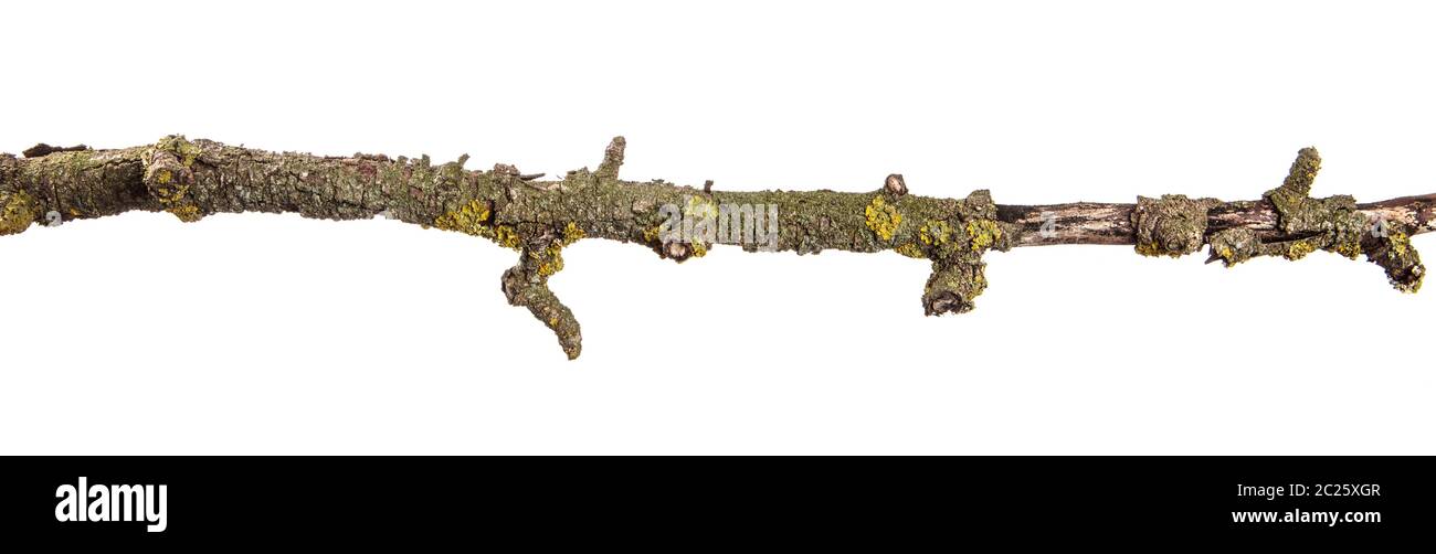 part of a dry branch of a dead pear tree. isolated on white Stock Photo ...