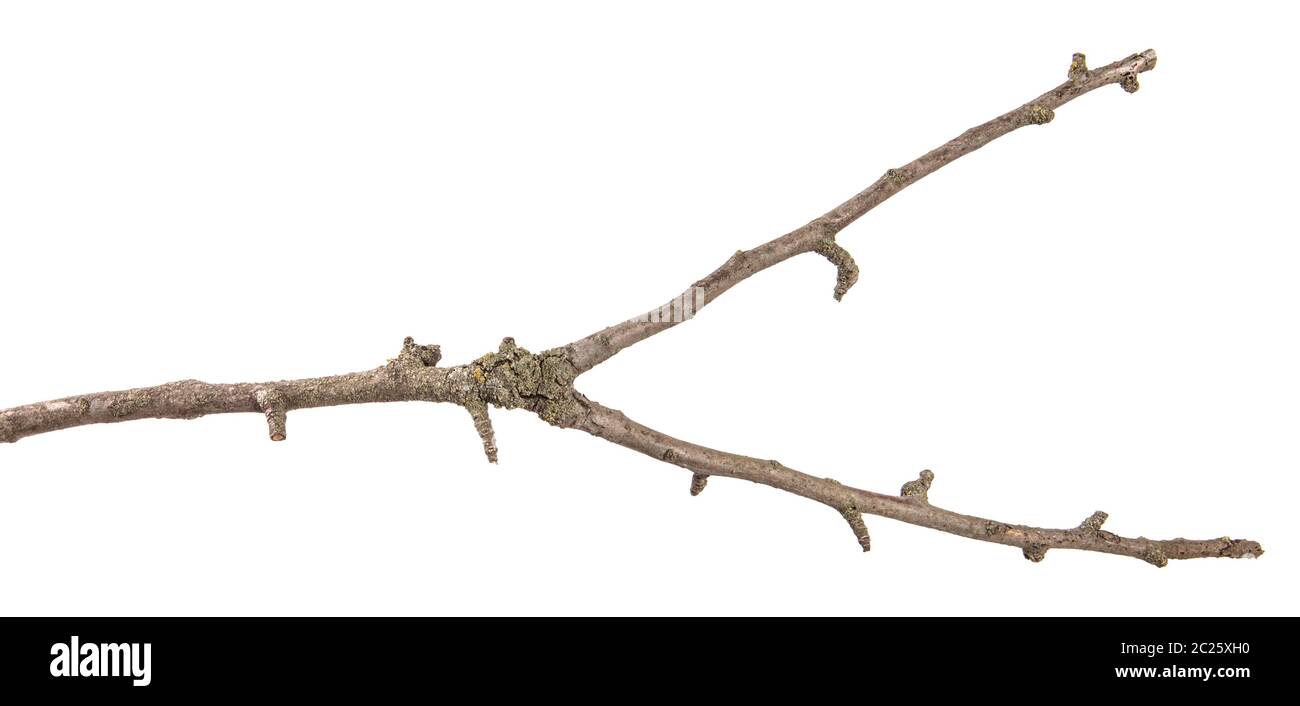 part of a dry branch of a dead pear tree. isolated on white Stock Photo ...