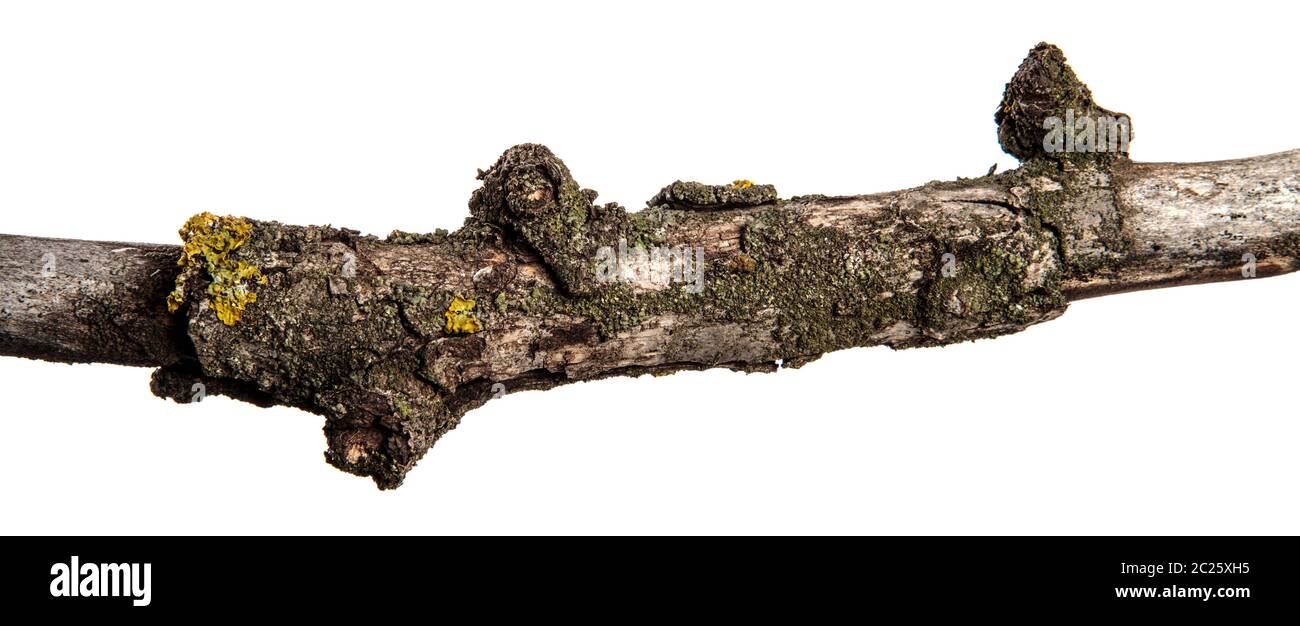 part of a dry branch of a dead pear tree. isolated on white Stock Photo ...