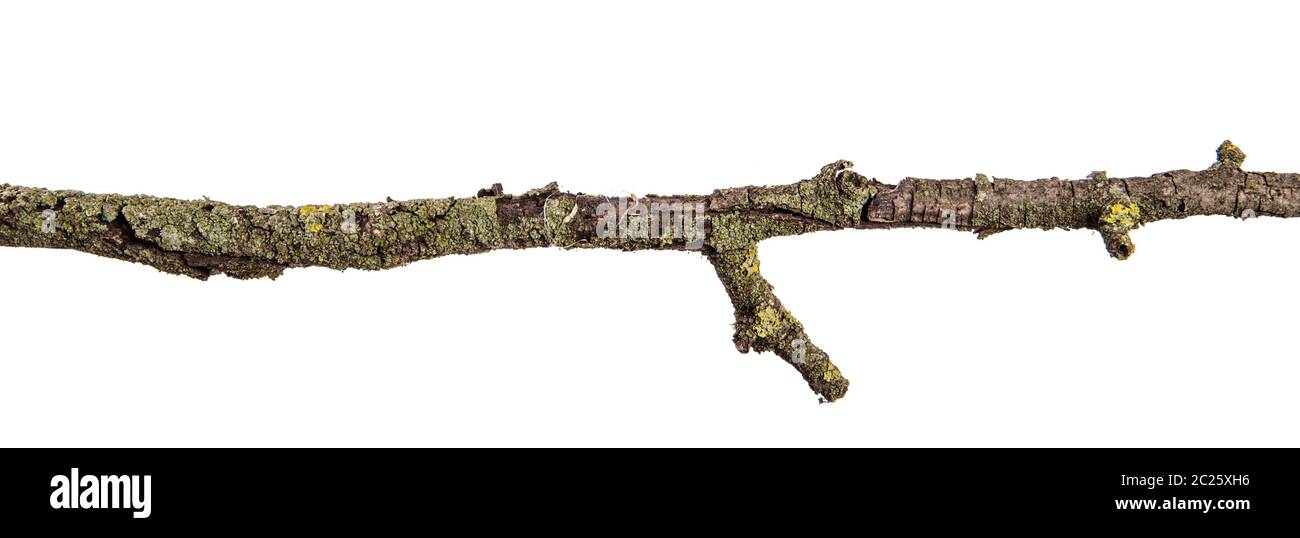 part of a dry branch of a dead pear tree. isolated on white Stock Photo ...