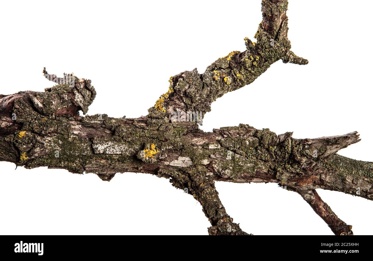 Branch tree part hi-res stock photography and images - Alamy