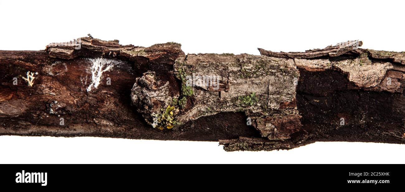 part of a dry branch of a dead pear tree. isolated on white Stock Photo ...