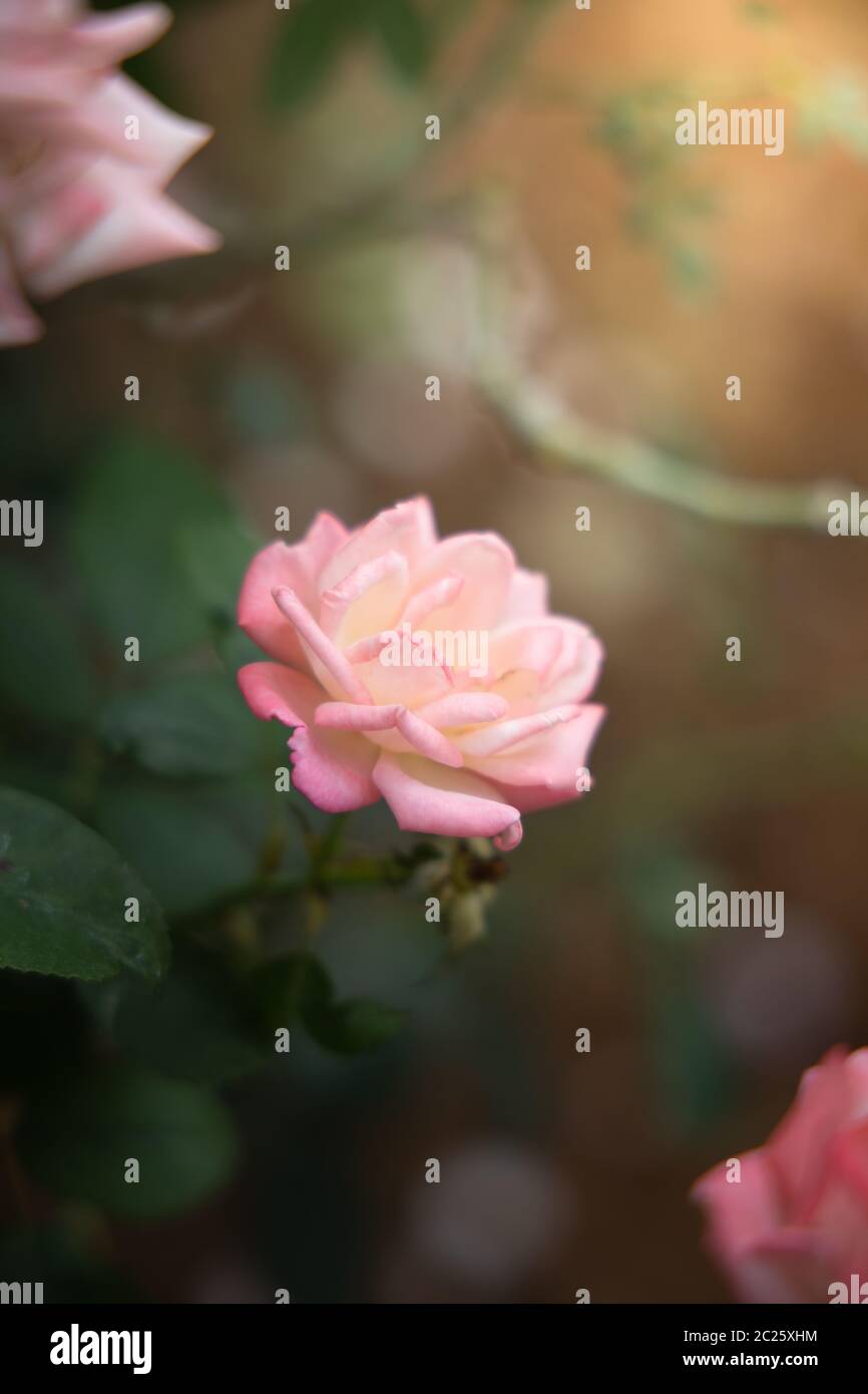 Roses in the garden, Roses are beautiful with a beautiful sunny day ...