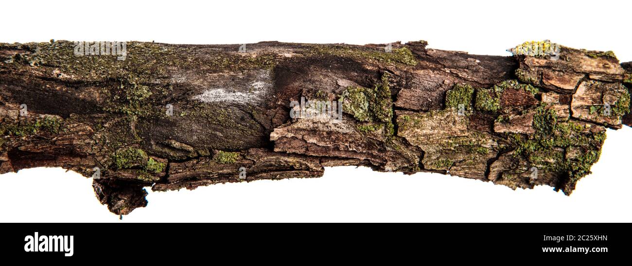 part of a dry branch of a dead pear tree. isolated on white Stock Photo ...