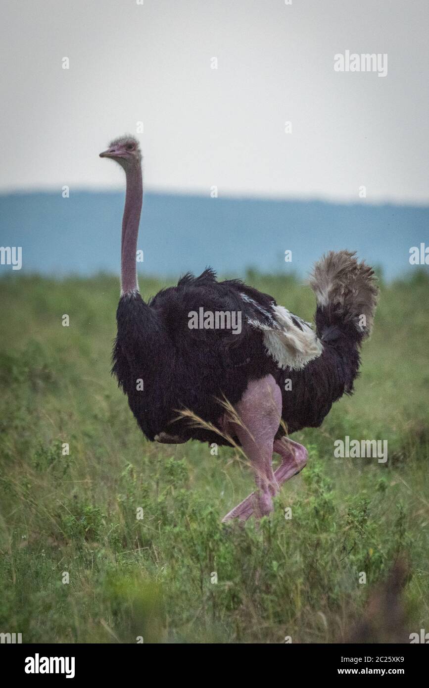 Male masai ostrich walking hi-res stock photography and images - Alamy