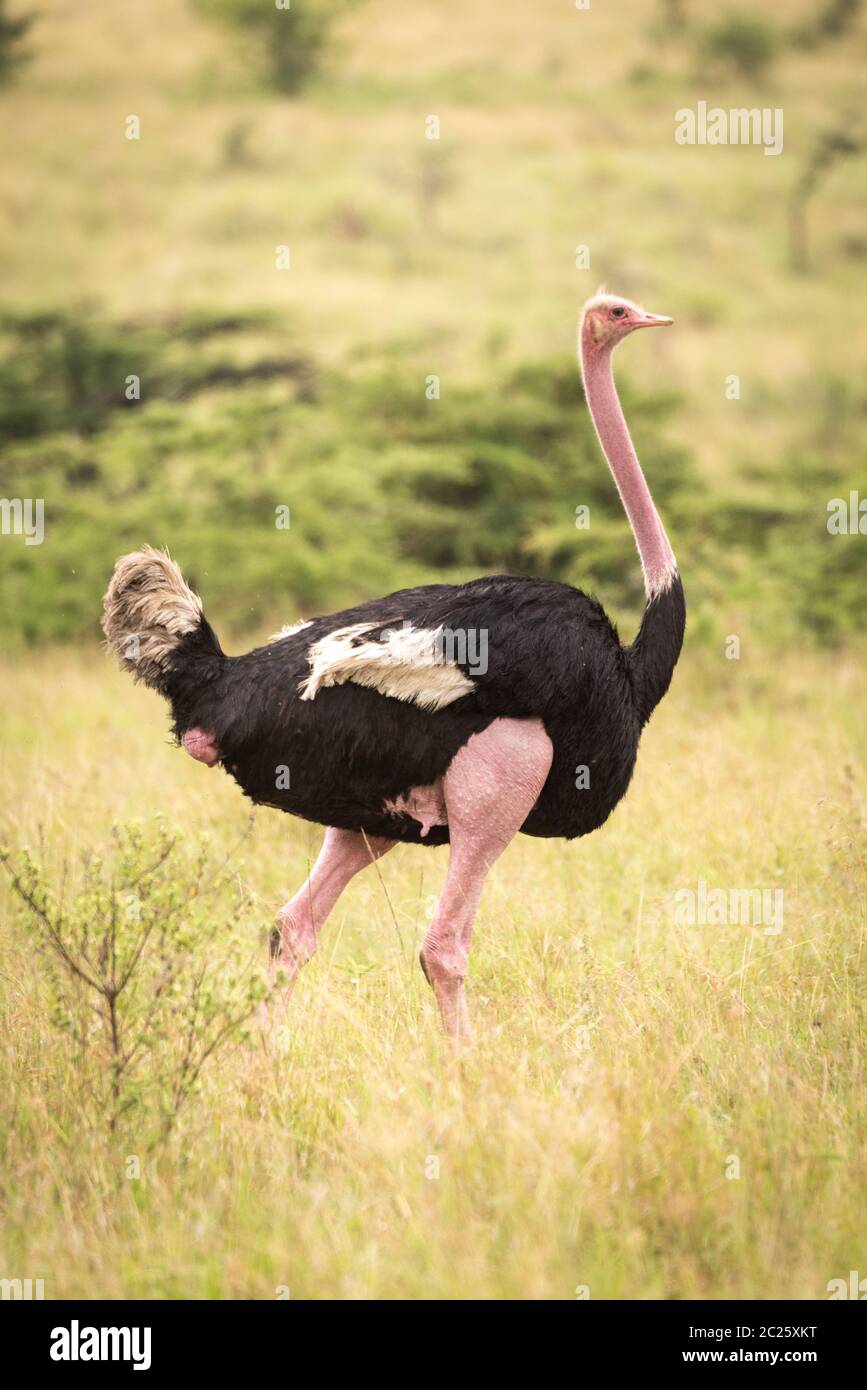 Ostrich walks hi-res stock photography and images - Alamy