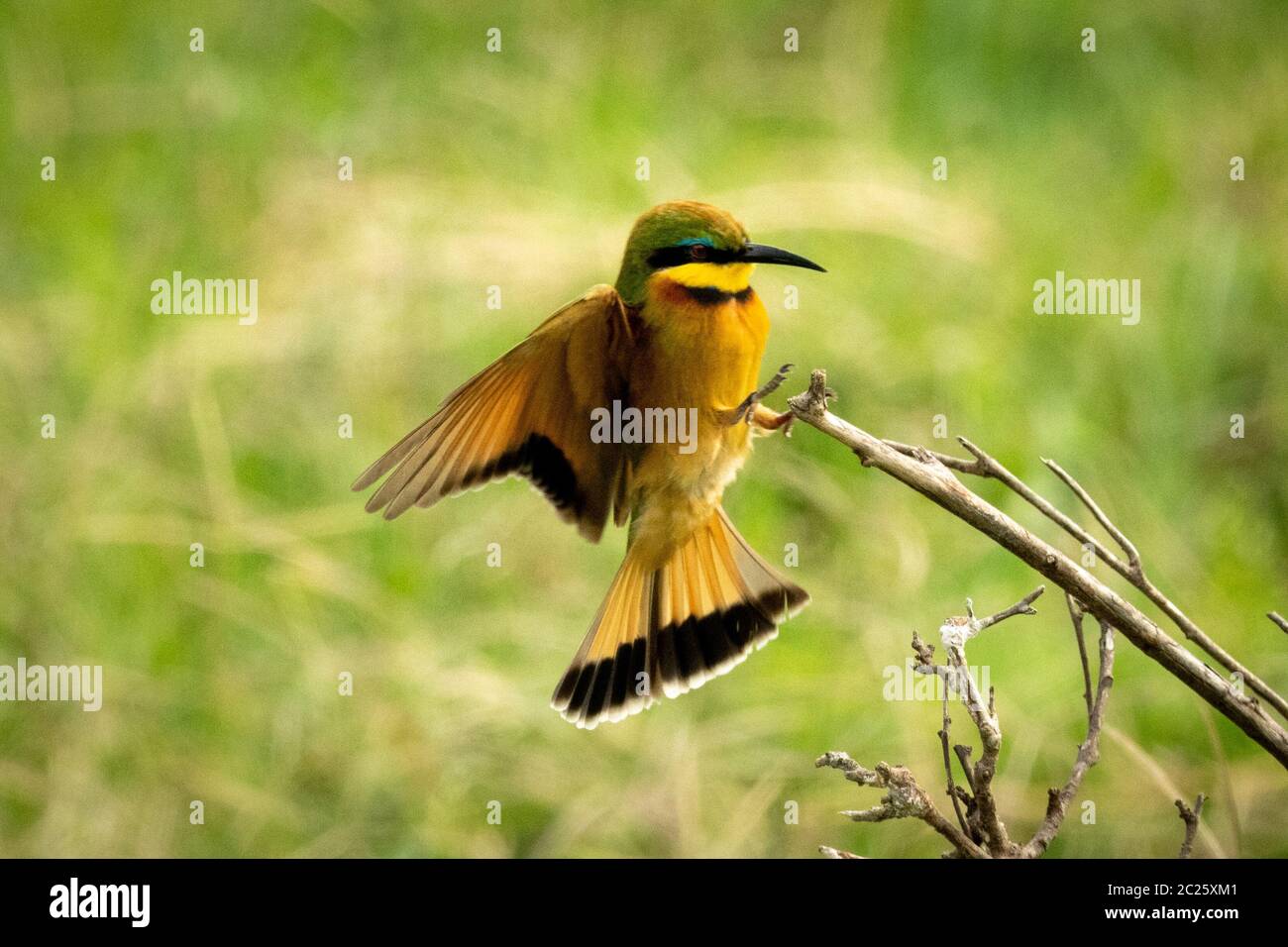 Little bee-eater spreads wings landing on branch Stock Photo - Alamy