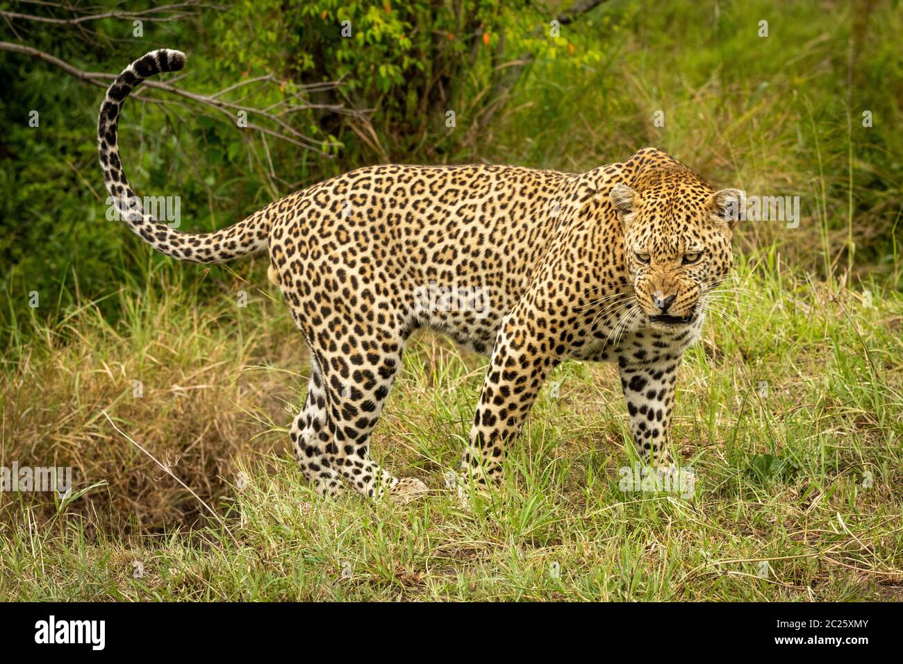 Leopard stands snarling with head held low Stock Photo - Alamy