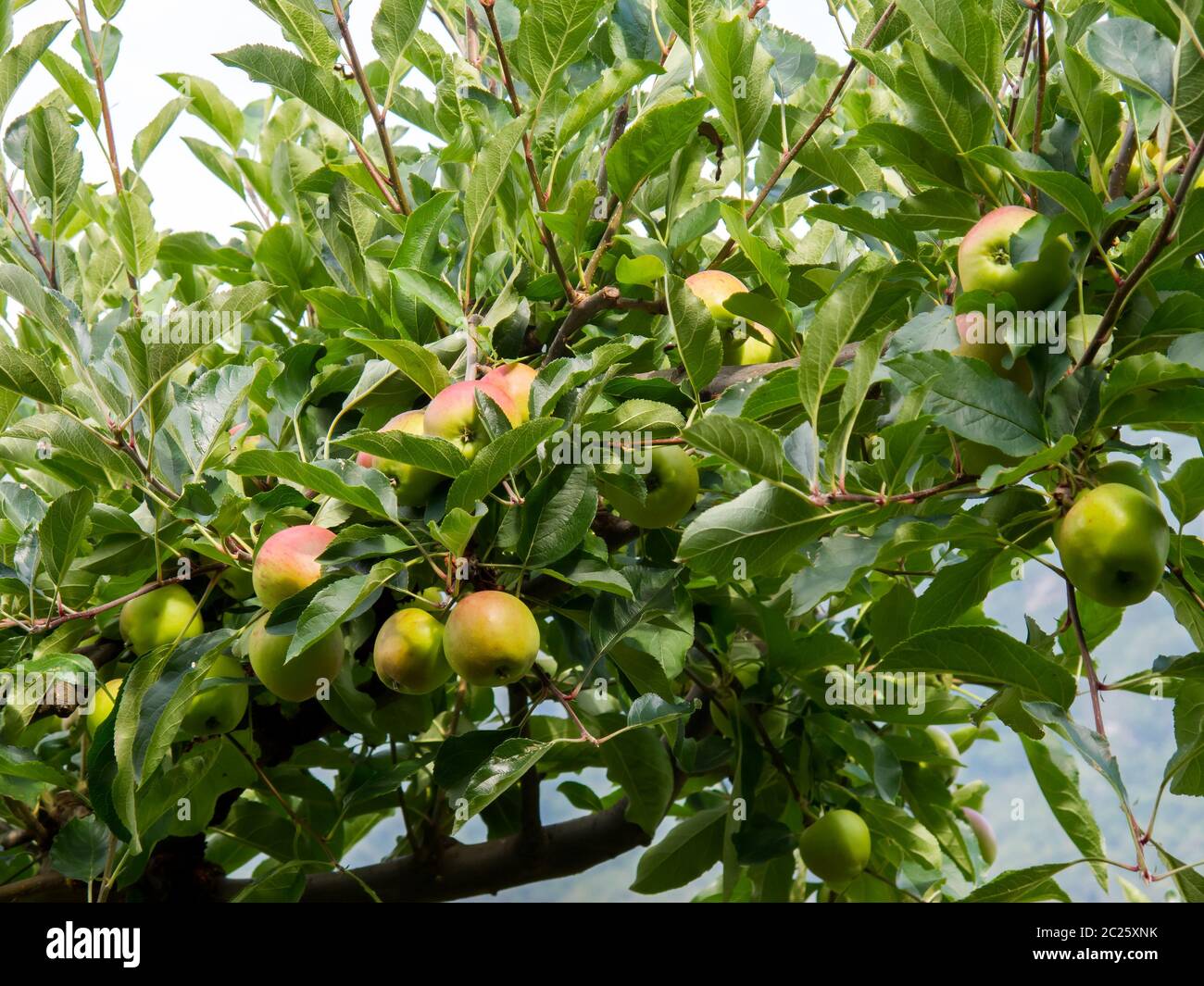 Apple tree with fruits Stock Photo - Alamy