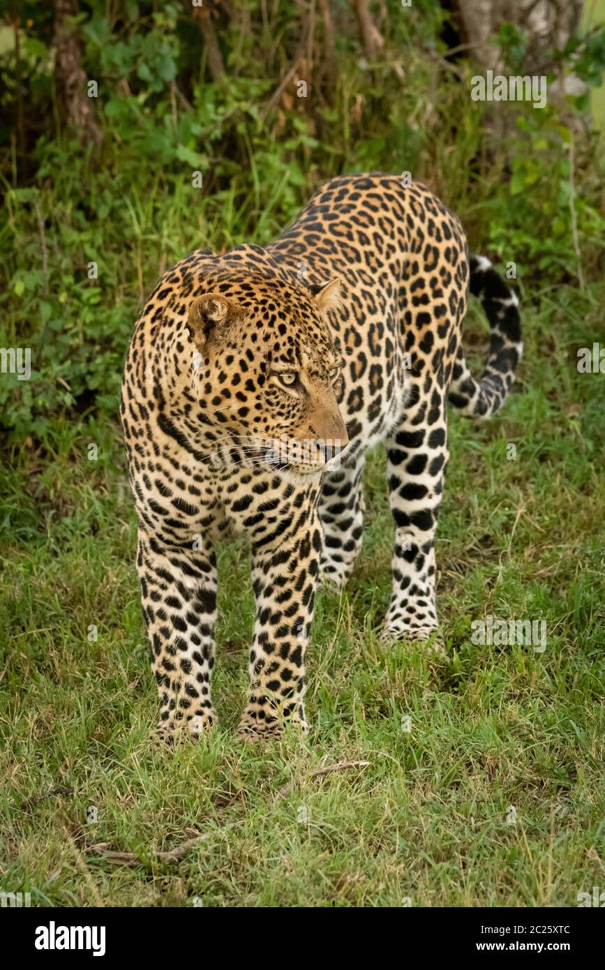 Male leopard stands by tree looking right Stock Photo - Alamy