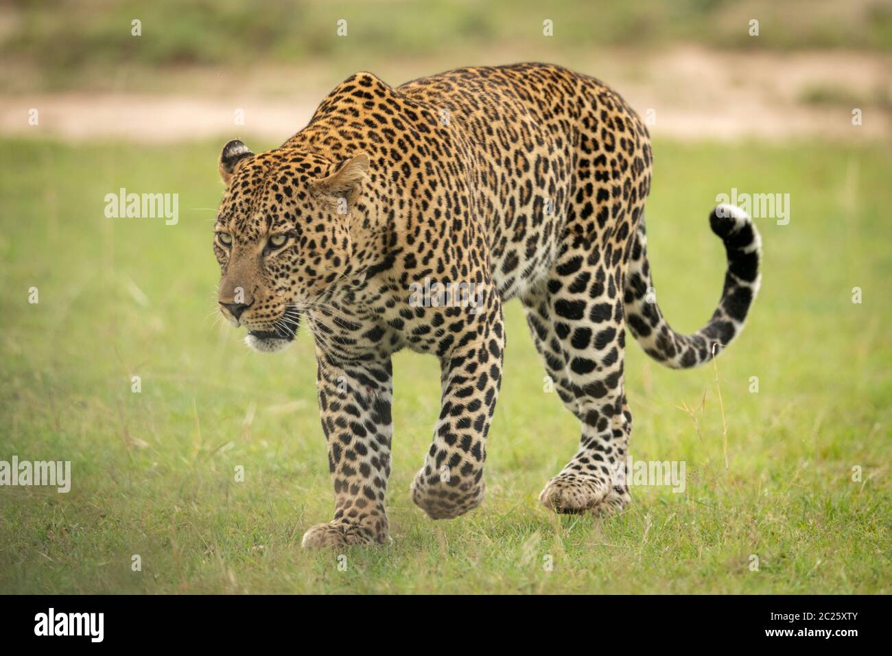 Male leopard walks across grass lifting paw Stock Photo - Alamy