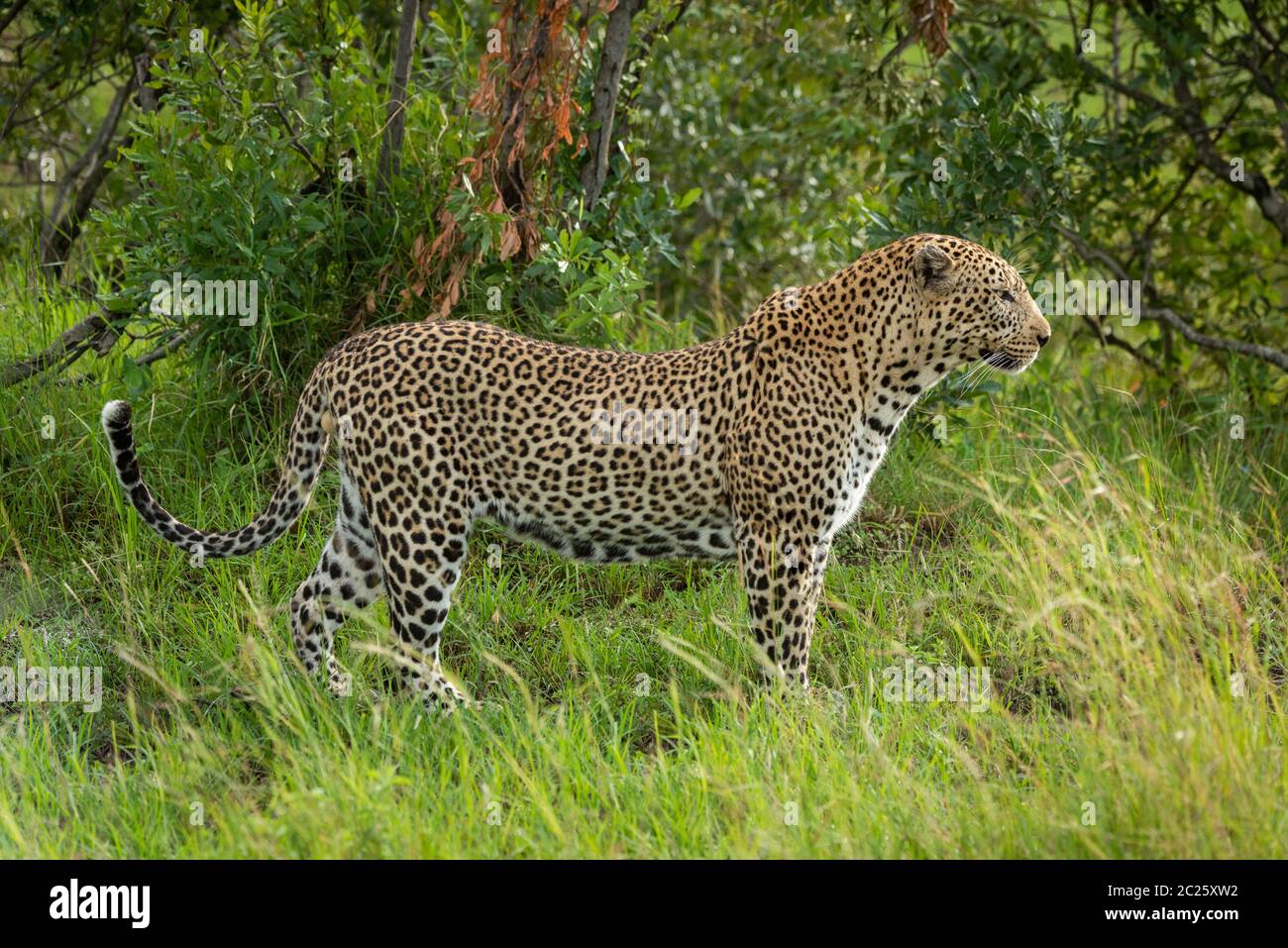 Male leopard standing in hi-res stock photography and images - Alamy